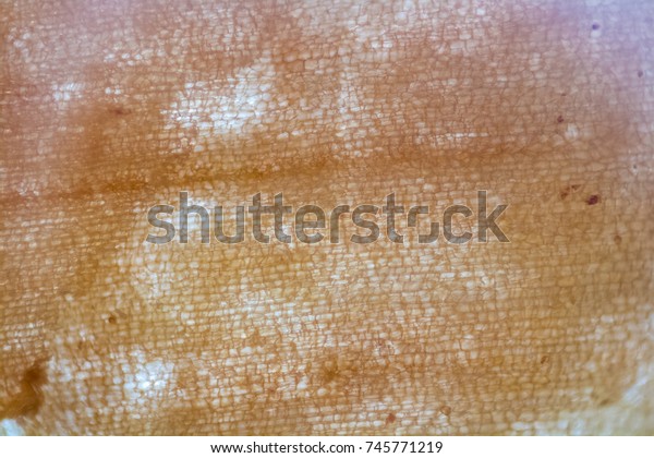 Thin Section Cork Under Microscope Stock Photo (Edit Now) 745771219
