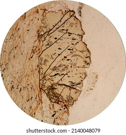 Thin Section Minerals Under Polarizing Microscope Stock Photo ...