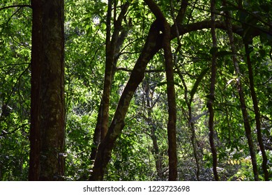Thin Trunk Trees Rain Forest Green Stock Photo (Edit Now) 1223723698