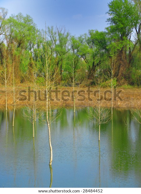Thin Young Trees Large Lake Stock Photo 28484452 | Shutterstock
