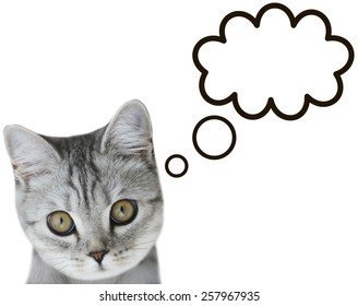 Tabby Kitten Thinking Drawings Food Game Stock Photo (Edit Now) 1686479236