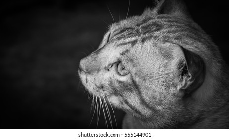 Thinking Cat Stock Photo 555144901 | Shutterstock