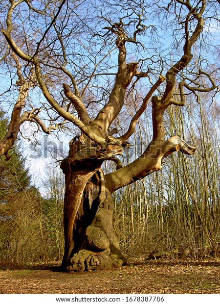 7,337 Even Aged Trees Images, Stock Photos & Vectors | Shutterstock