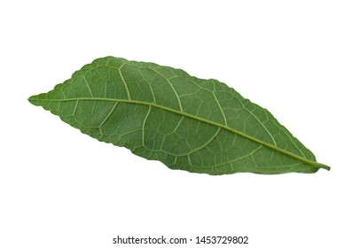 50 Cuneate Bilder, Stockfotos und Vektorgrafiken | Shutterstock