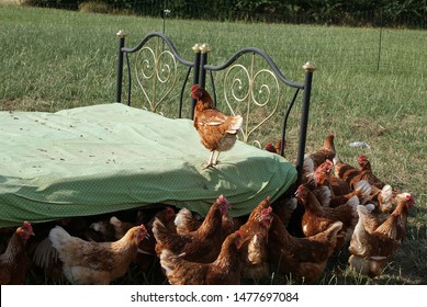 3,409 Chicken in bed Stock Photos, Images & Photography | Shutterstock