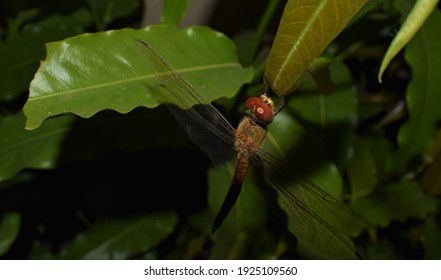 1,110 Night time insects Images, Stock Photos & Vectors | Shutterstock