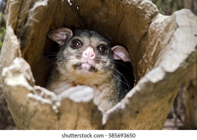 69 Ring tailed possum Images, Stock Photos & Vectors | Shutterstock