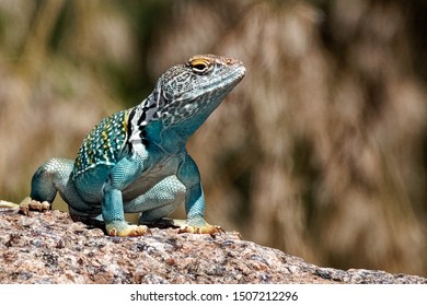 380 Blue Collared Lizard Royalty-Free Images, Stock Photos & Pictures ...