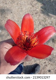 136 Shimul flower Images, Stock Photos & Vectors | Shutterstock