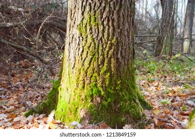 This Forest Stock Photo 1213849159 | Shutterstock