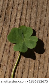 119 Mutated small leaves Images, Stock Photos & Vectors | Shutterstock