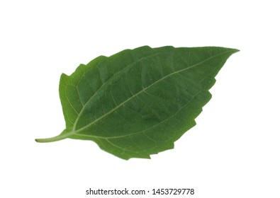 Set Isolated Leaves Isolated On White Stock Photo (Edit Now) 1645899274