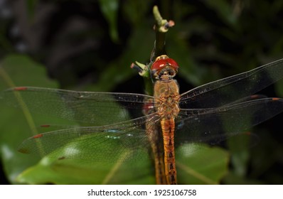 1,110 Night time insects Images, Stock Photos & Vectors | Shutterstock