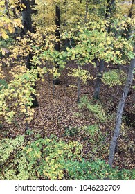 545 Forest Floor Looking Down Stock Photos, Images & Photography ...