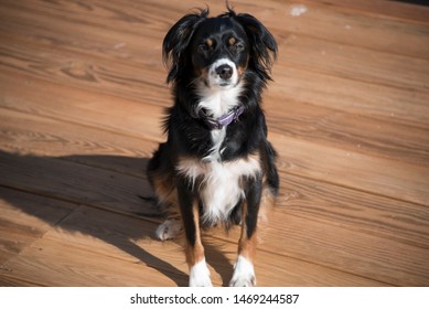 4 Mini australian shepard mix Images, Stock Photos & Vectors | Shutterstock