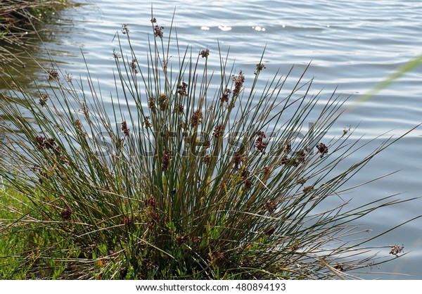 This Juncus Acutus Spiny Rush Sharp Stock Photo (Edit Now) 480894193