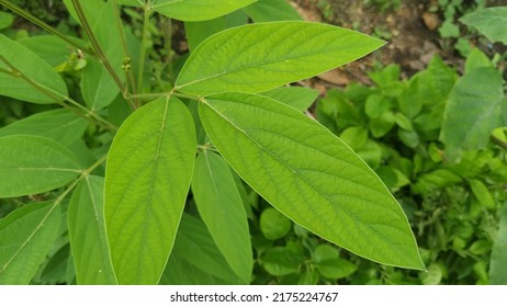 This Leaf Looking Very Nice Which Stock Photo 2175224767 | Shutterstock