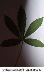 1,247 Finger Like Leaves Images, Stock Photos & Vectors | Shutterstock