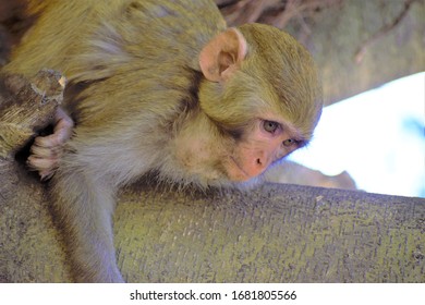 3,412 Local Monkey Images, Stock Photos & Vectors | Shutterstock