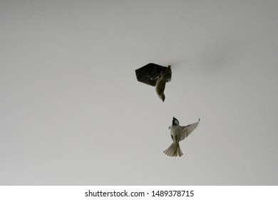 8 Ceiling fan with bird nest Images, Stock Photos & Vectors | Shutterstock
