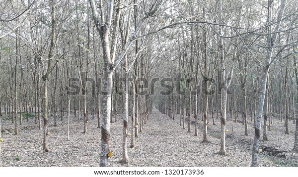 This Picture Rubber Sapling Tree Plantation Stock Photo 1320173936 ...
