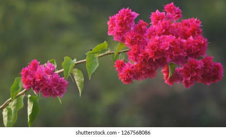 32 Kagaj Images, Stock Photos & Vectors | Shutterstock