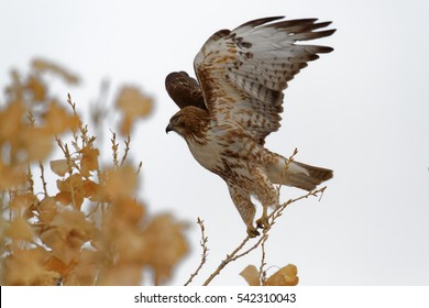 236 Red bellied hawk Images, Stock Photos & Vectors | Shutterstock