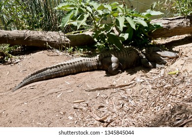 This Side View Alligator Stock Photo 1345845044 | Shutterstock