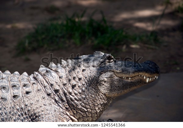 This Side View Alligator Stock Photo (Edit Now) 1245541366