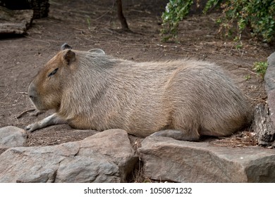 Capybara Look Camera Zoo Foto Stok 1561297762 | Shutterstock