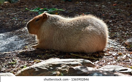This Side View Capybara Stock Photo 1365902846 | Shutterstock