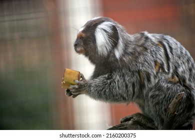 Marmoset Images, Stock Photos & Vectors | Shutterstock