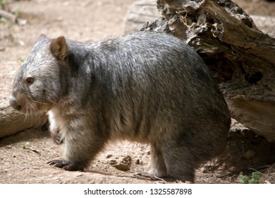 Wombat Images, Stock Photos & Vectors | Shutterstock