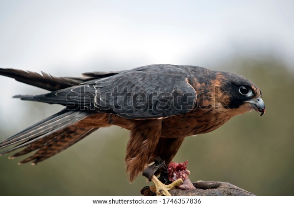 This Side View Hobby Falcon Stock Photo 1746357836 | Shutterstock