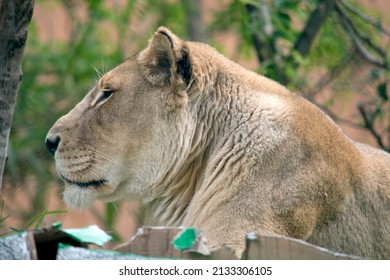 831 Lioness side view Images, Stock Photos & Vectors | Shutterstock