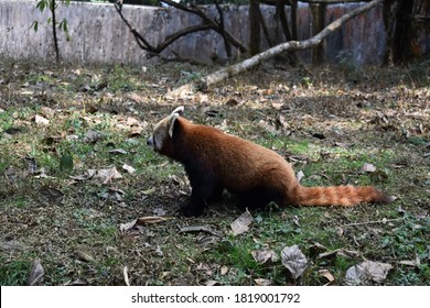 322 Panda side view Images, Stock Photos & Vectors | Shutterstock