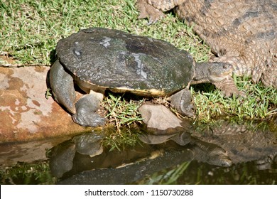 This Side View Turtle Stock Photo 1150730288 | Shutterstock