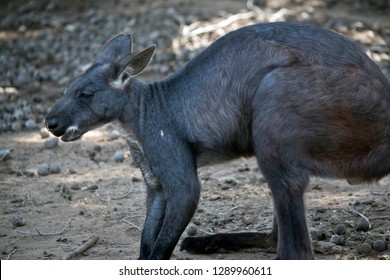 Wallaroo Euro Has Been Eating Hay写真素材1289960614 | Shutterstock