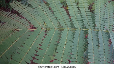 This Teak Tree Leaf Stock Photo 1382208680 | Shutterstock