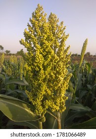 This Type Corn Called Jwari India Stock Photo 1781066489 | Shutterstock