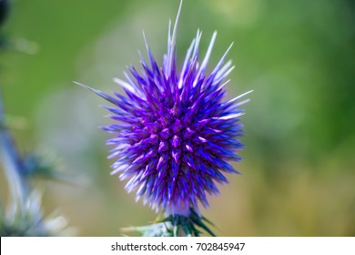Sea Holly Blue Thistle Eryngium Flowers Stock Photo 682060216 ...