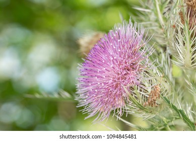 Thistle Background Plain Stock Photo 1094845481 | Shutterstock