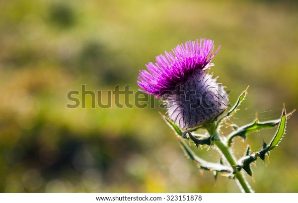 Thistle Bloom Stock Photo 323151878 | Shutterstock