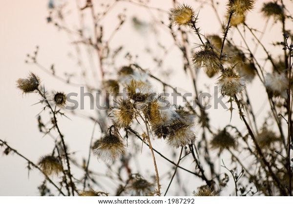 Thistle Has Burst Forth Fall Thrown Stock Photo 1987292 | Shutterstock