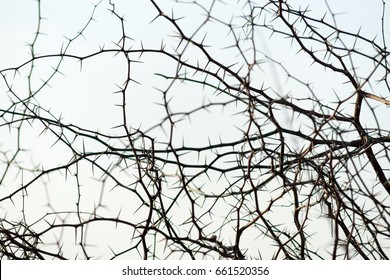 2 Thorns Free Photos and Images | picjumbo