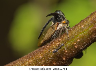 25 Thorn mimic treehopper Images, Stock Photos & Vectors | Shutterstock