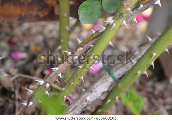 Thorn Stems Stock Photo (Edit Now) 655680106