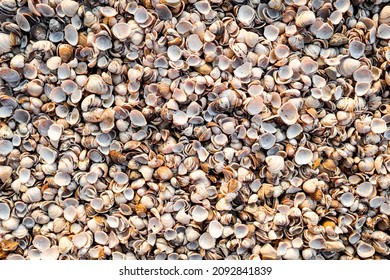 1,207 Thousand shells Images, Stock Photos & Vectors | Shutterstock