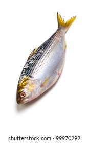 45 Threadfin Shad Images, Stock Photos & Vectors | Shutterstock