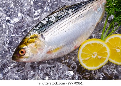 45 Threadfin Shad Images, Stock Photos & Vectors | Shutterstock
